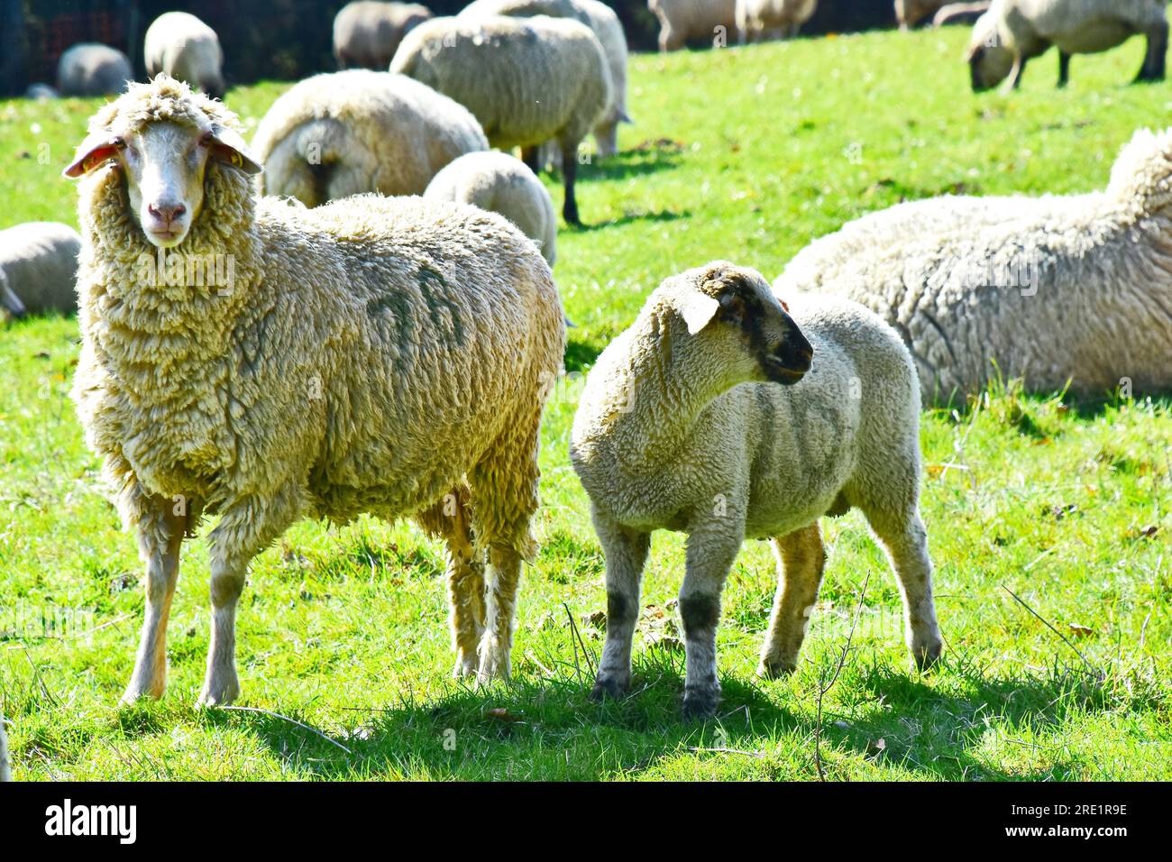 Pics from Gemeinde Simmerath Stock Photo - Alamy