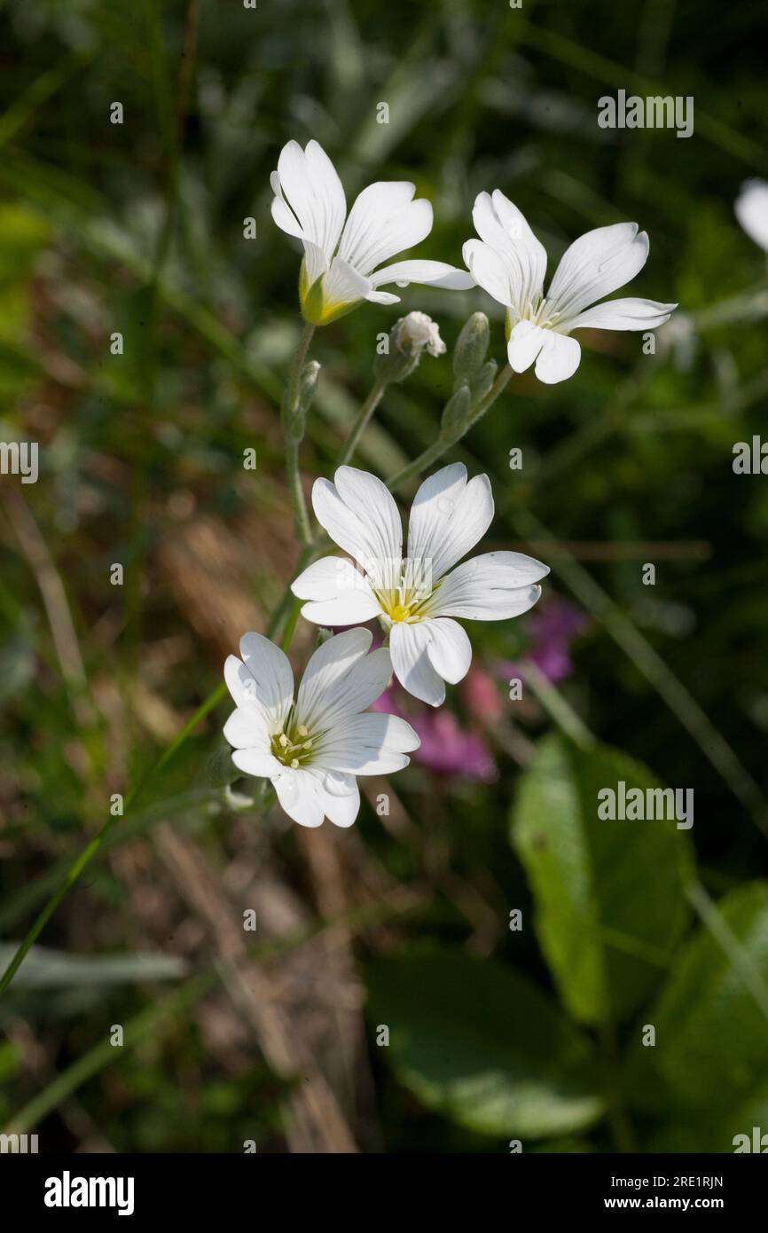 Field mouse ear plant hi-res stock photography and images - Alamy