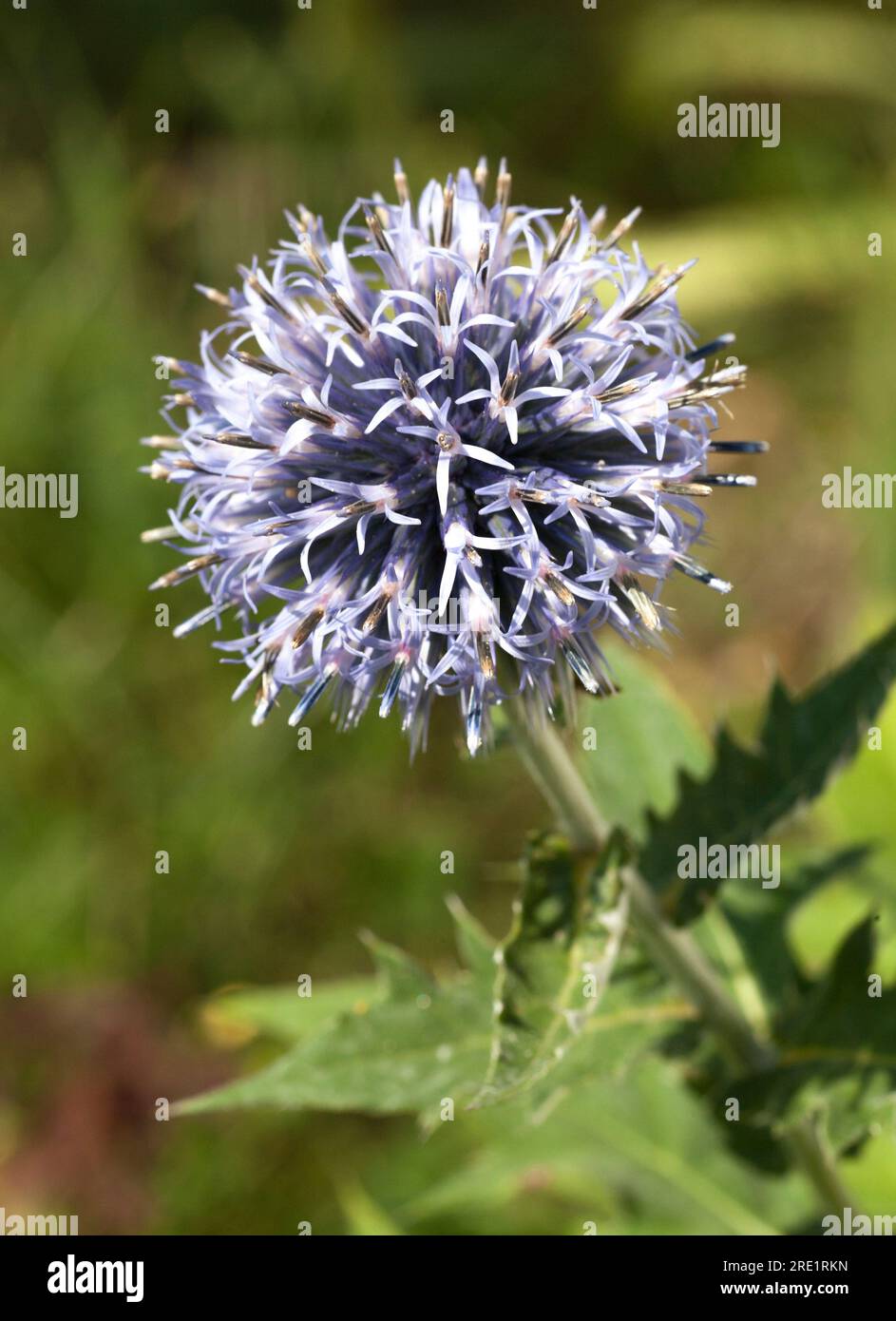 CIRSIUM flowering plant of thistles Stock Photo - Alamy