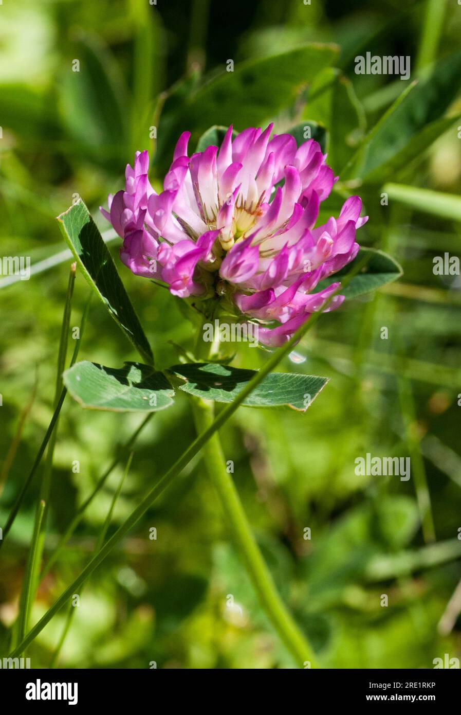 Perennial red clover hi-res stock photography and images - Alamy
