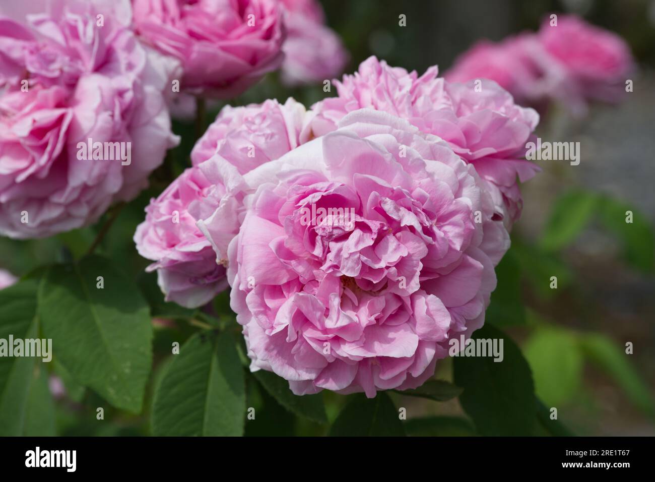 Frilly double pink summer flowers of old shrub rose Rosa 'Comte De ...