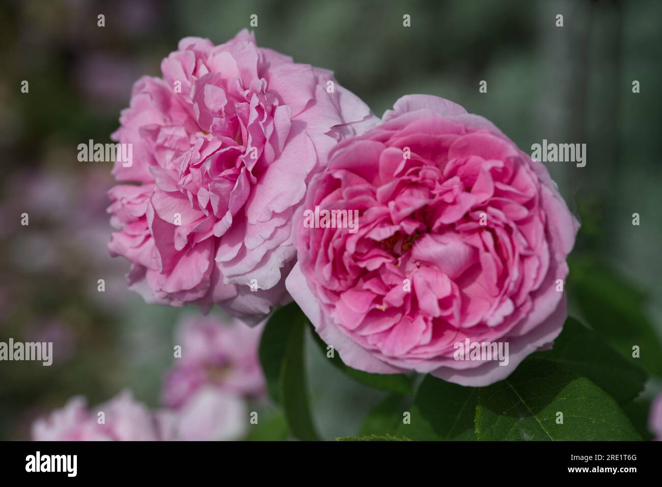 Frilly double pink summer flowers of old shrub rose Rosa 'Comte De ...