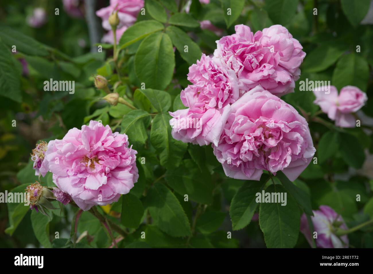 Frilly double pink summer flowers of old shrub rose Rosa 'Comte De ...