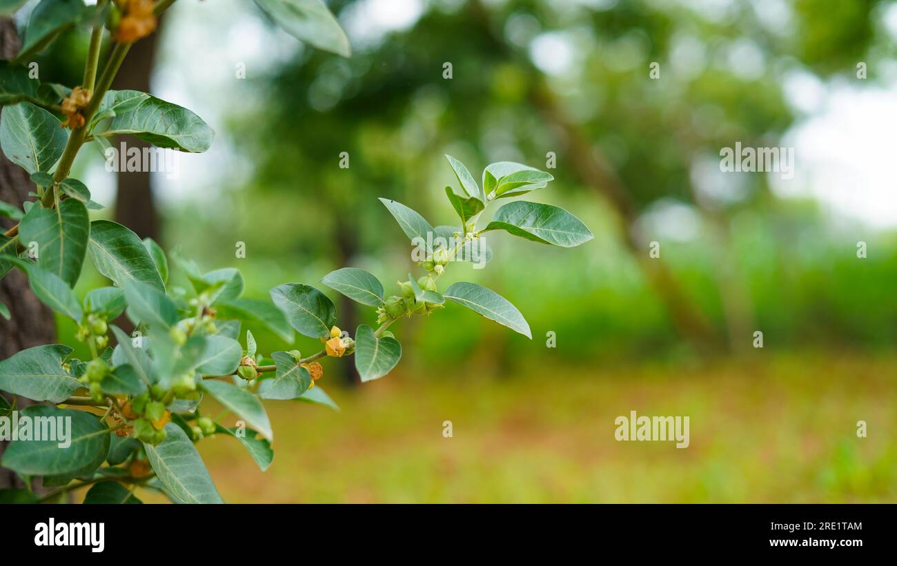 Indian ginseng, poison gooseberry, or winter cherry plant. Ashwagandha ...
