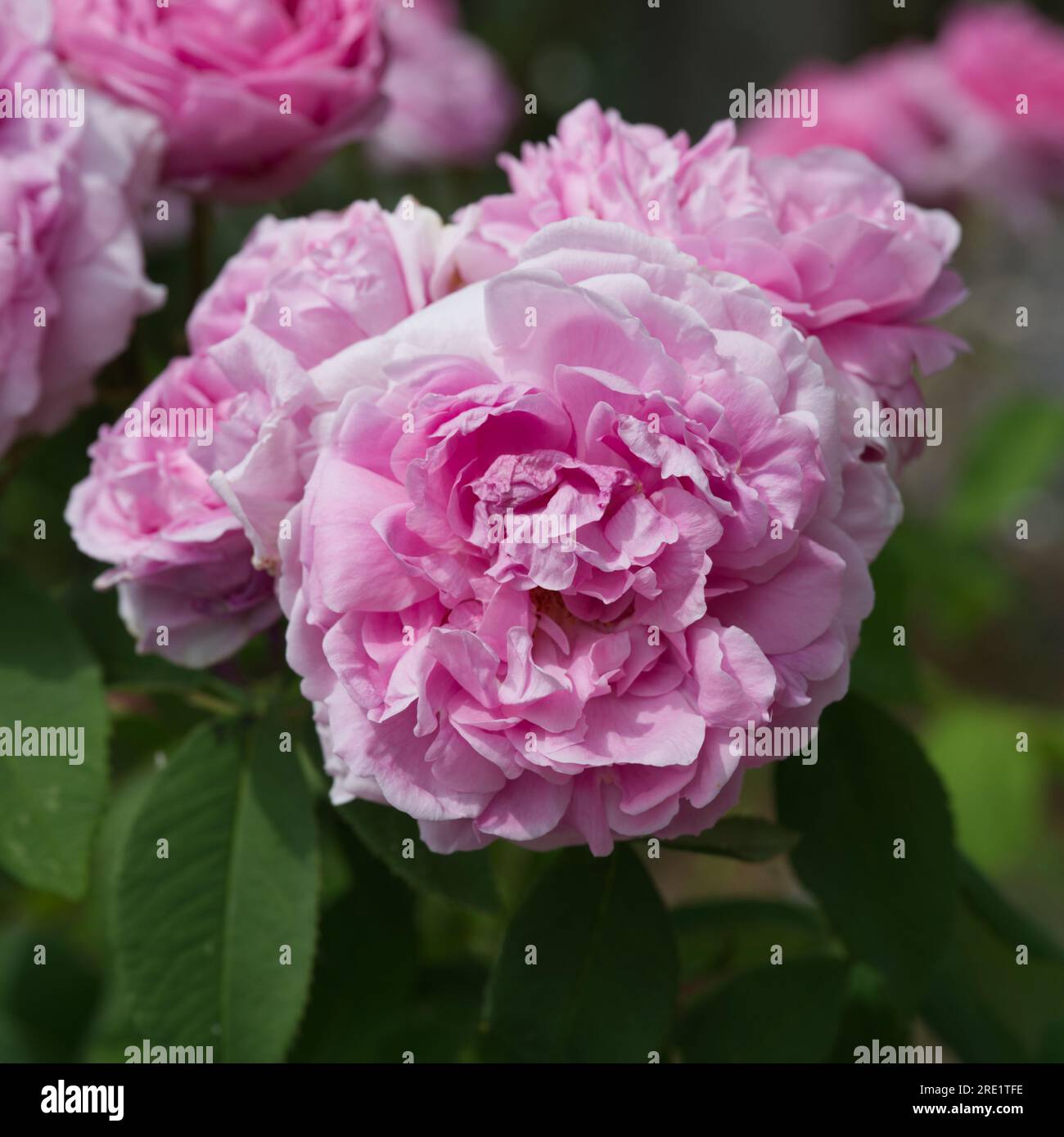 Old rose garden hi-res stock photography and images - Alamy