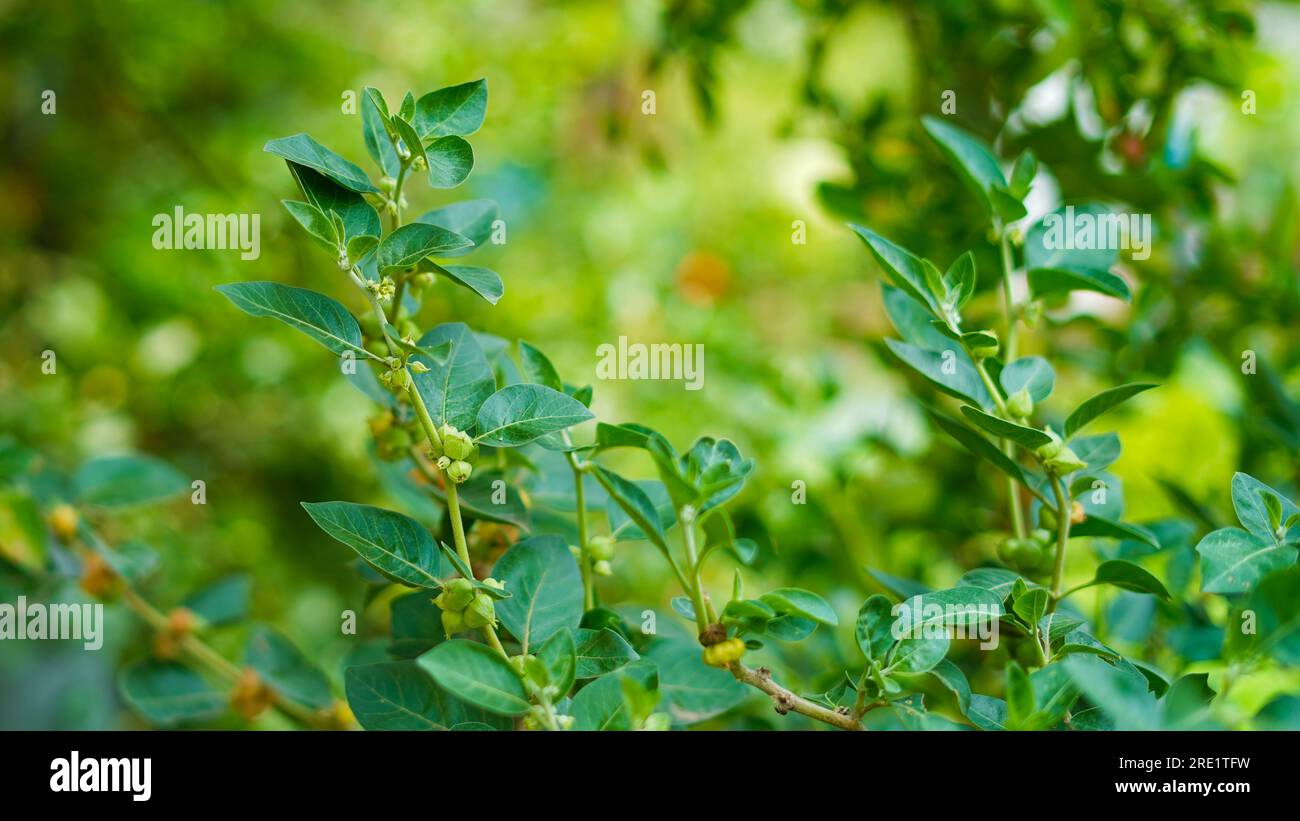 Indian ginseng, poison gooseberry, or winter cherry plant. Ashwagandha ...