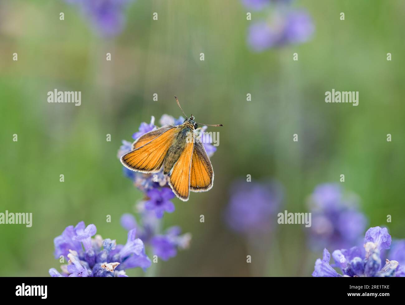 Foraging Small Skipper (Thymelicus sylvestris Stock Photo - Alamy