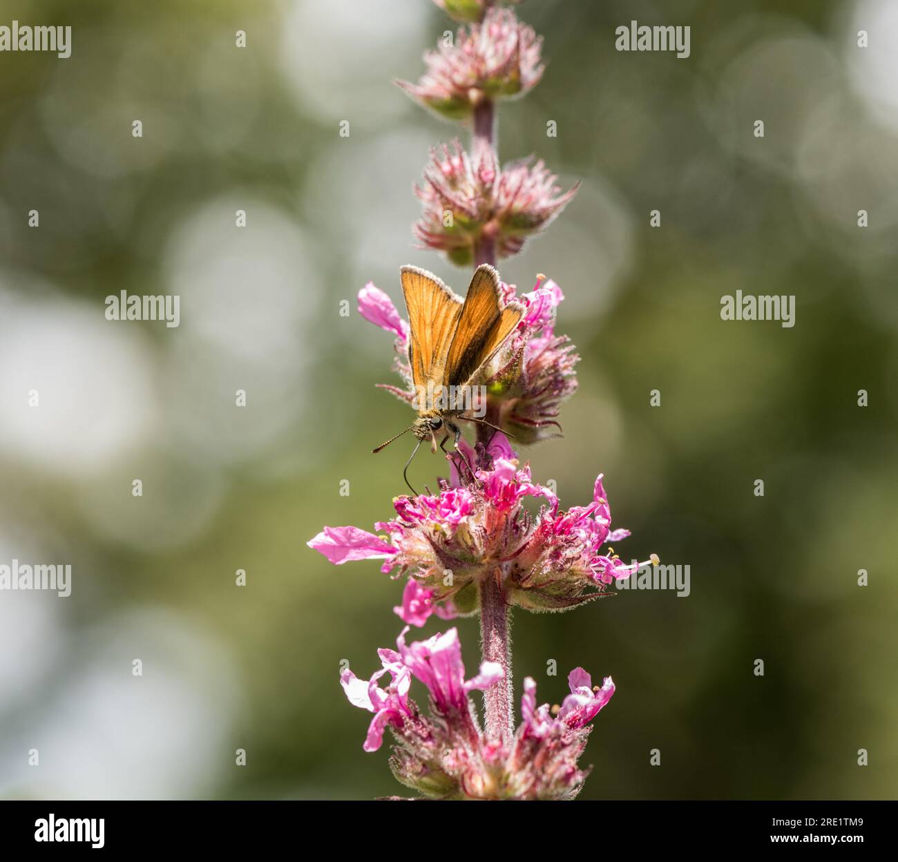 Foraging Small Skipper (Thymelicus sylvestris Stock Photo - Alamy