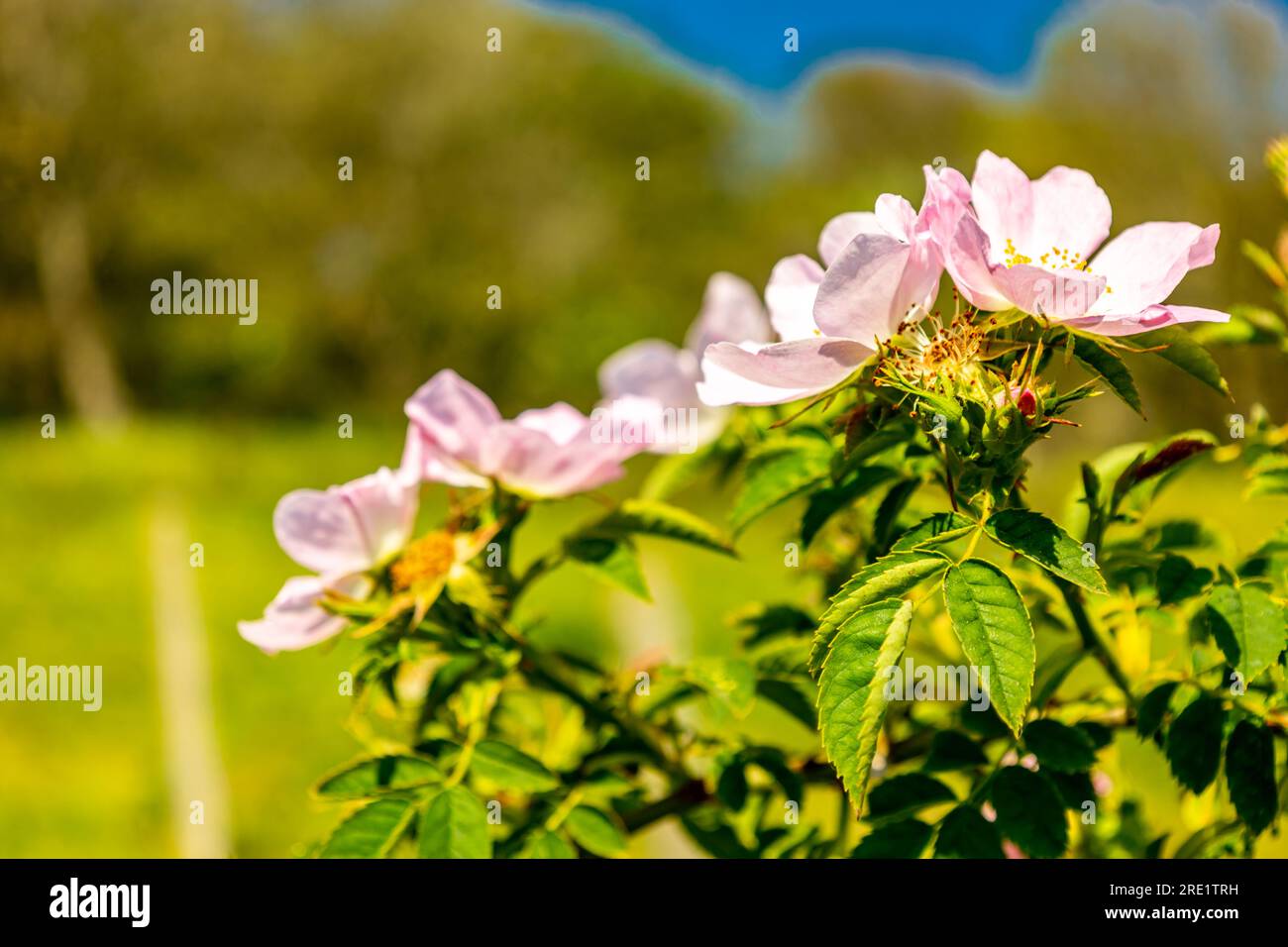Beautiful discovery tour through the unique Normandy countryside ...