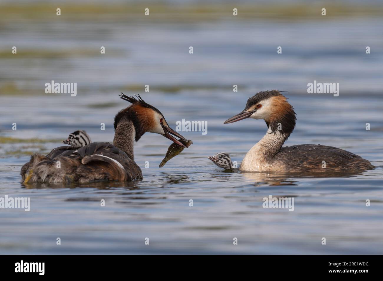 Male Great Crested Grebe passing over a small fish to a chick at Home ...