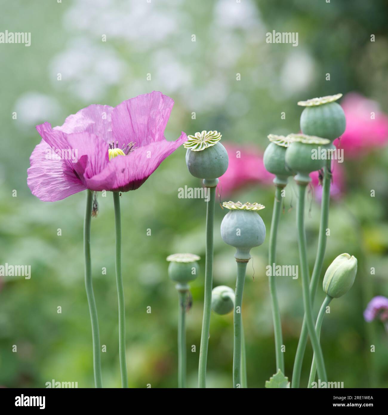 pink flower, bud and seedheads of Opium poppy, Papaver somniferum, in ...