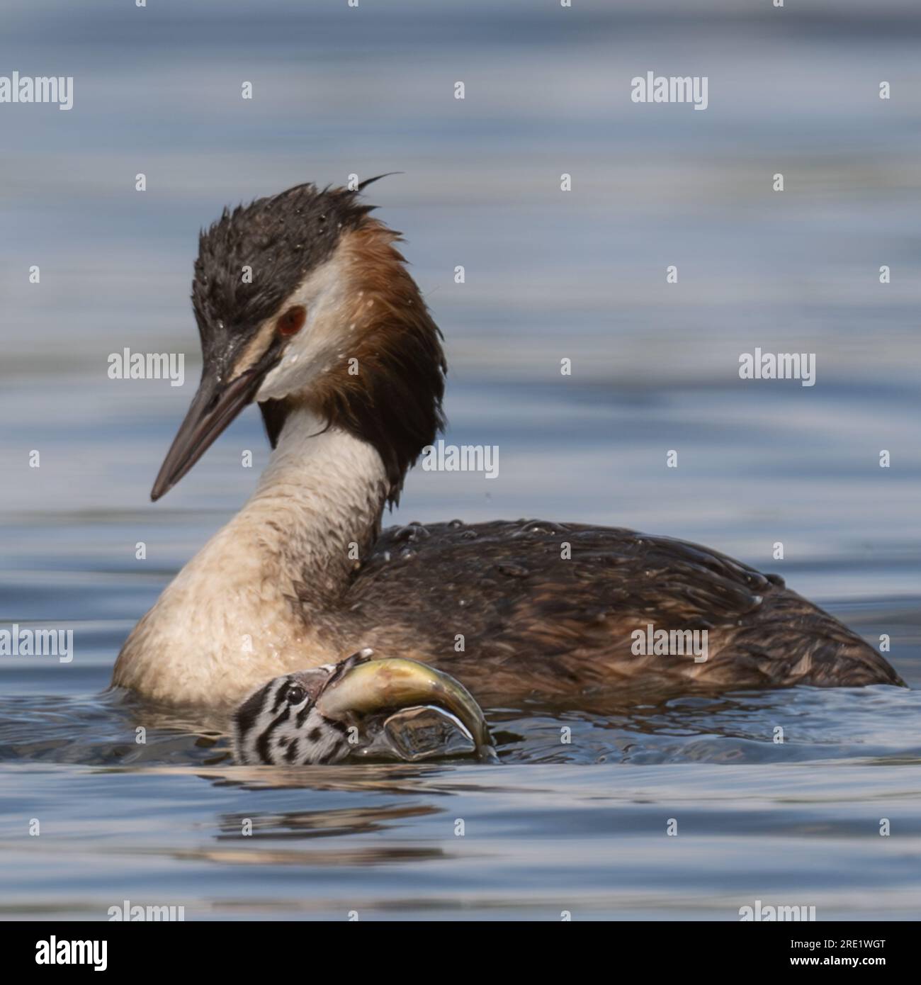 Great Crested Grebe mother watching her young chick trying to swallow a ...