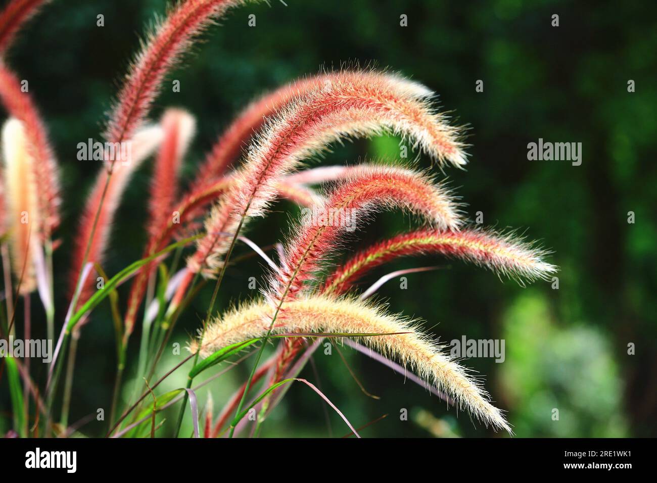 Pennisetum Feather or Fountain Grass or Pennisetum Setaceum,close-up of ...