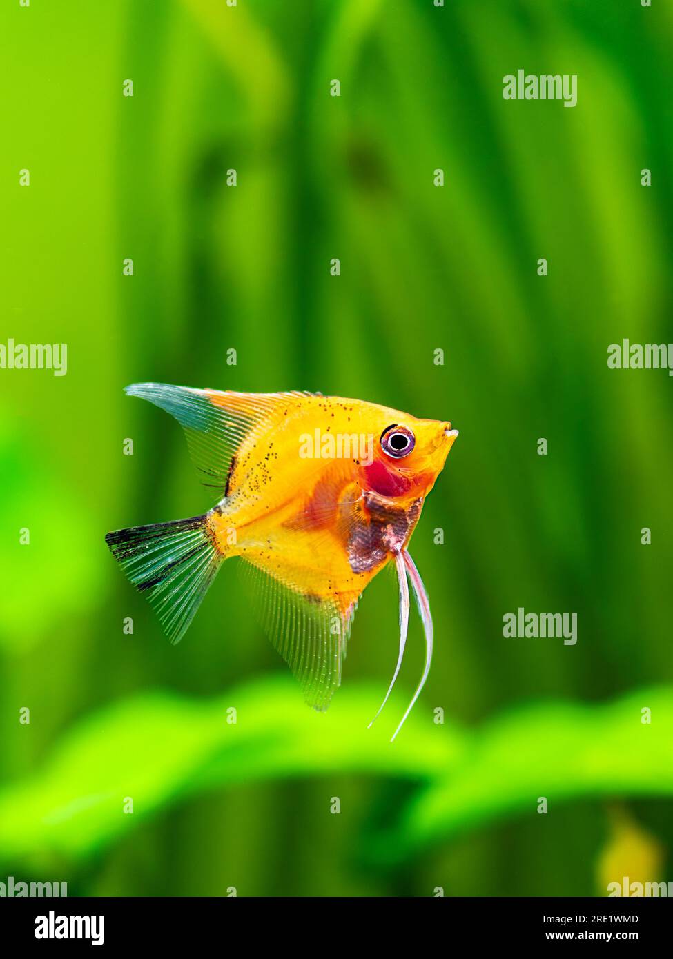 Red devil angelfish in tank fish with blurred background (Pterophyllum ...