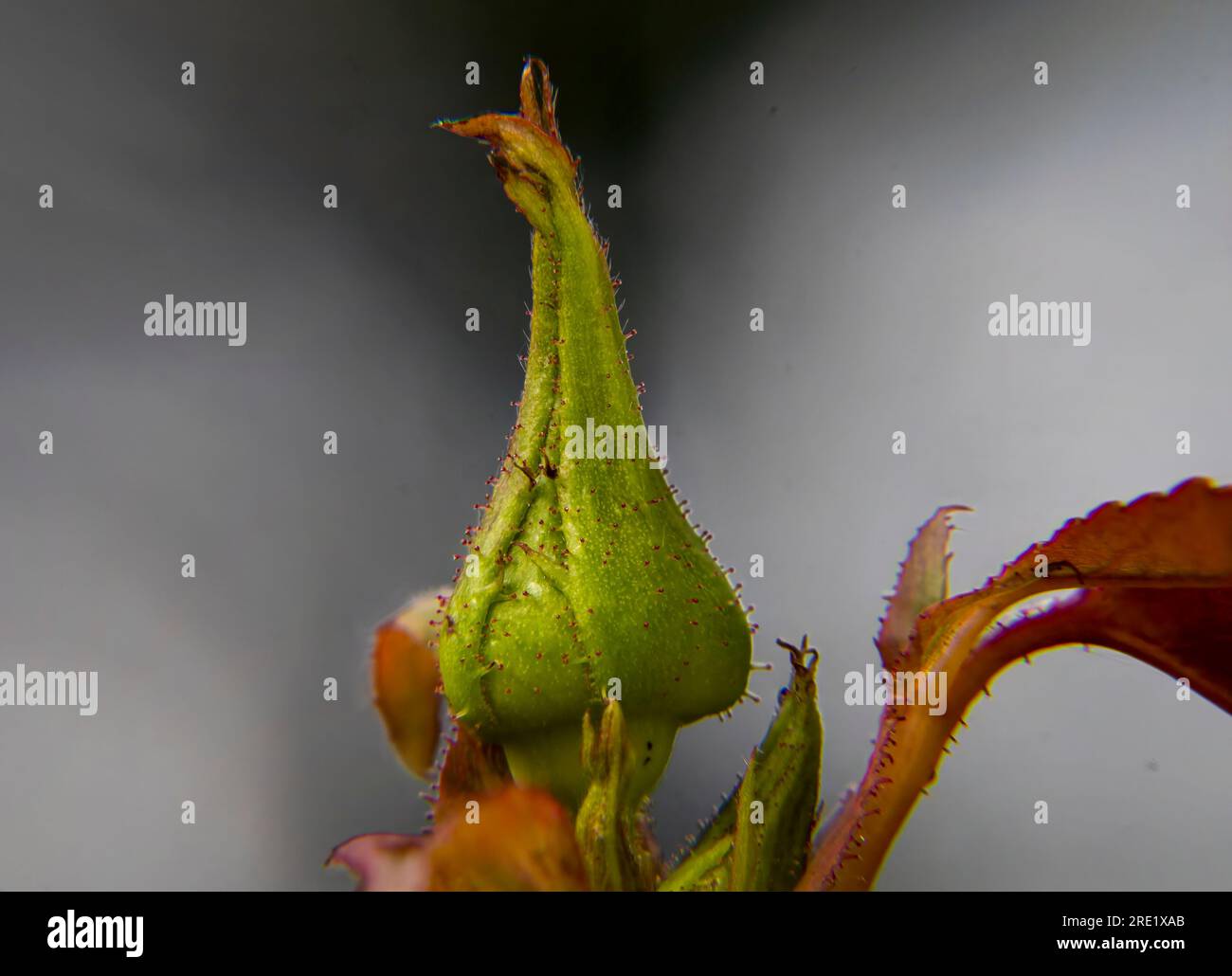 Closed rosebud hi-res stock photography and images - Alamy