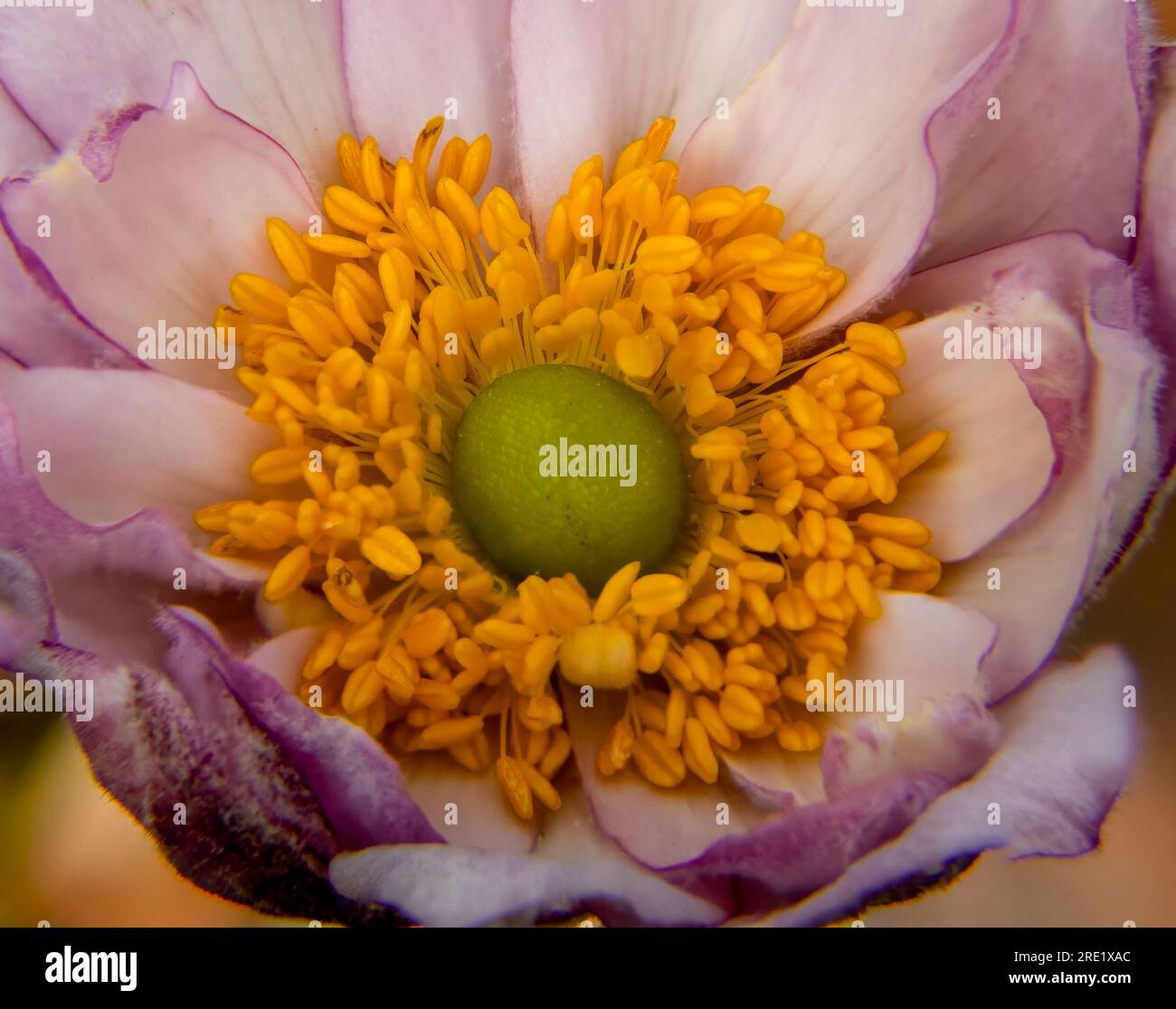 Close up of an Anemone Frilly Knickers flower head in a garden in ...