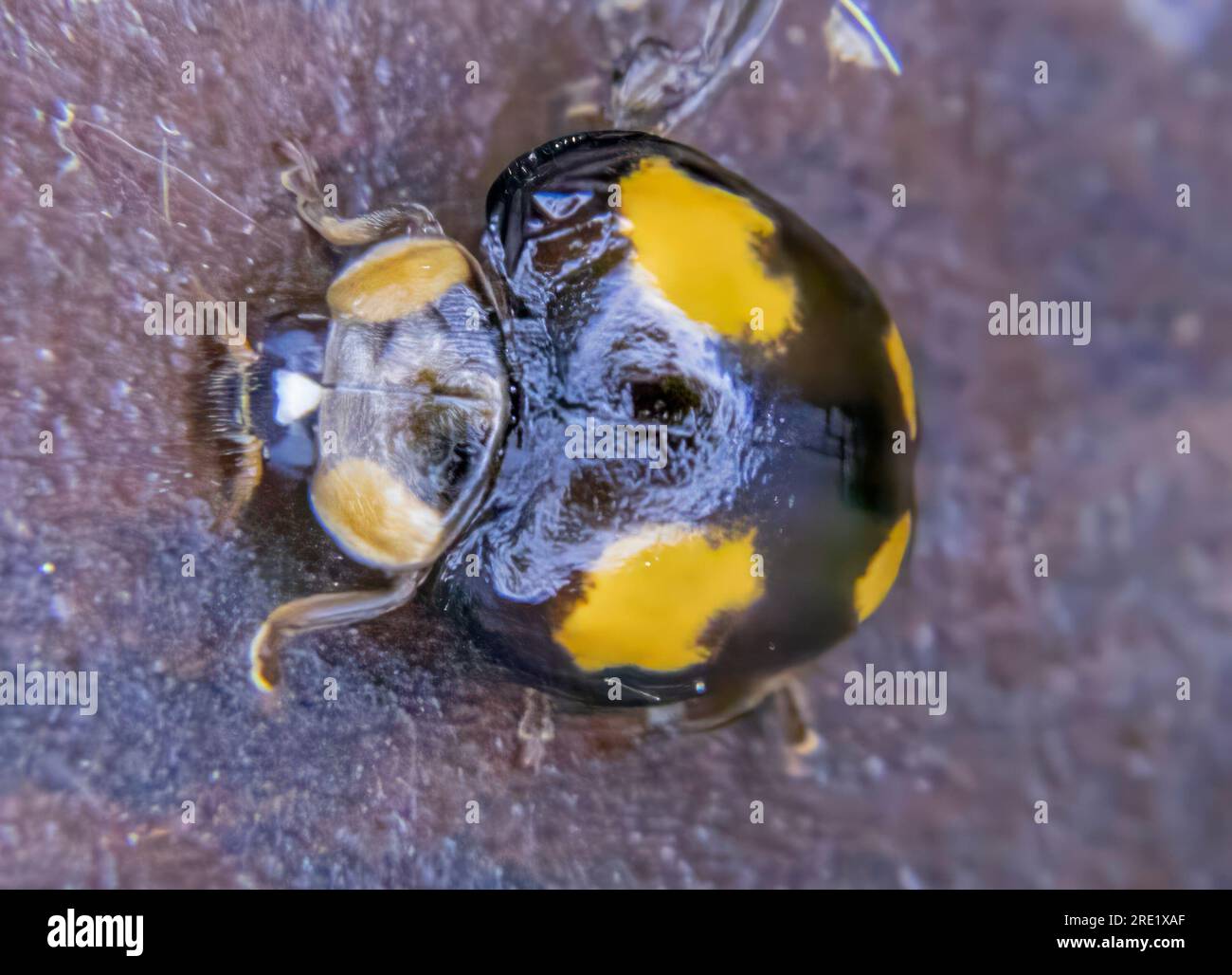 Close up of a Fungus-eating Ladybird (Illeis galbula) in a garden in ...