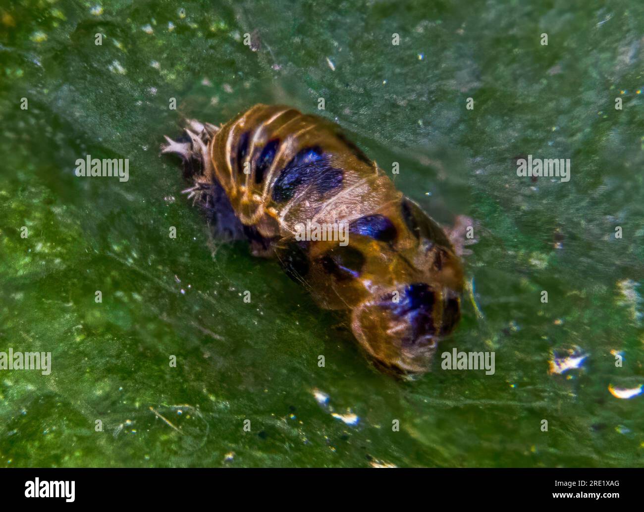 Ladybird larvae uk hi-res stock photography and images - Alamy