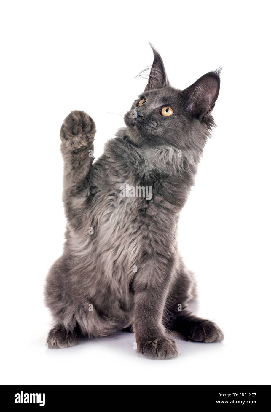 maine coon kitten in front of white background Stock Photo - Alamy