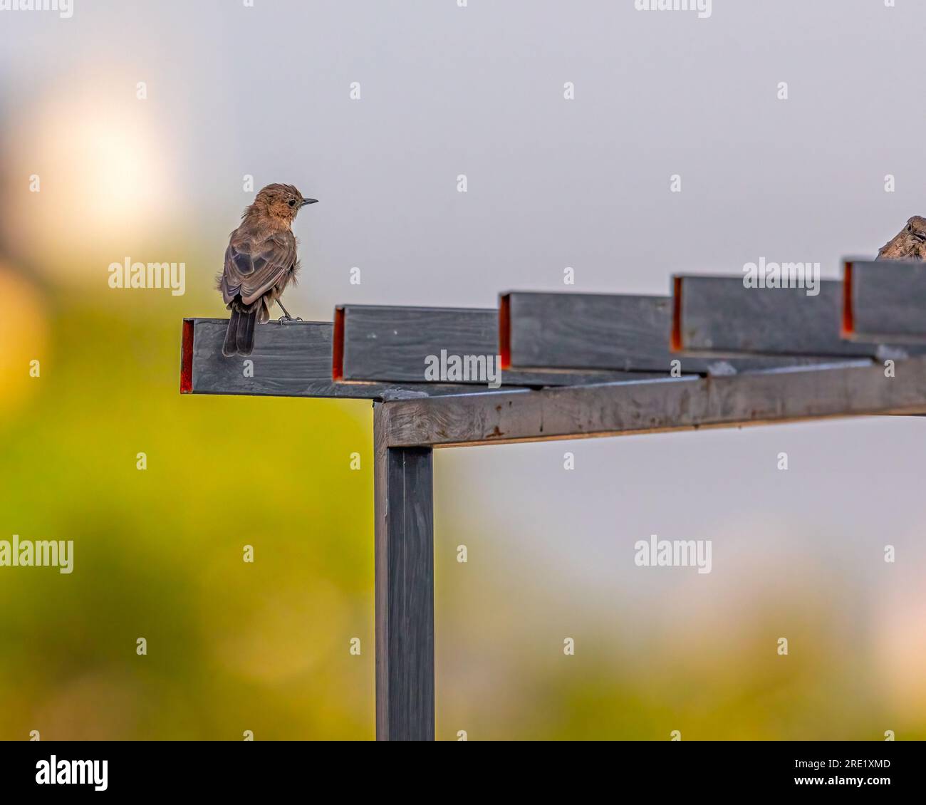 Common rock chat hi-res stock photography and images - Alamy