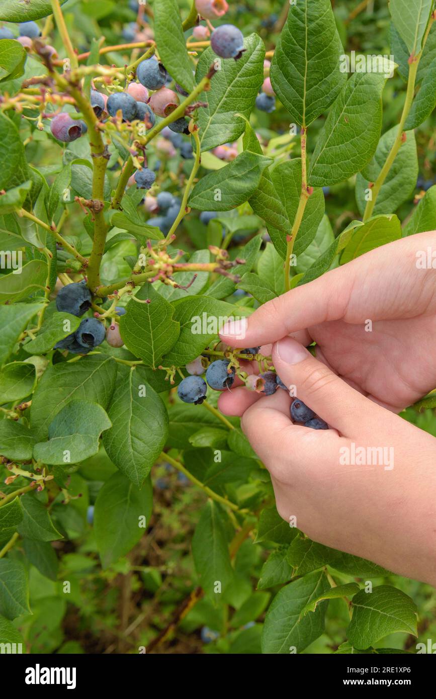Children's hands collect blueberries. close-up. Vaccinium corimbos ...