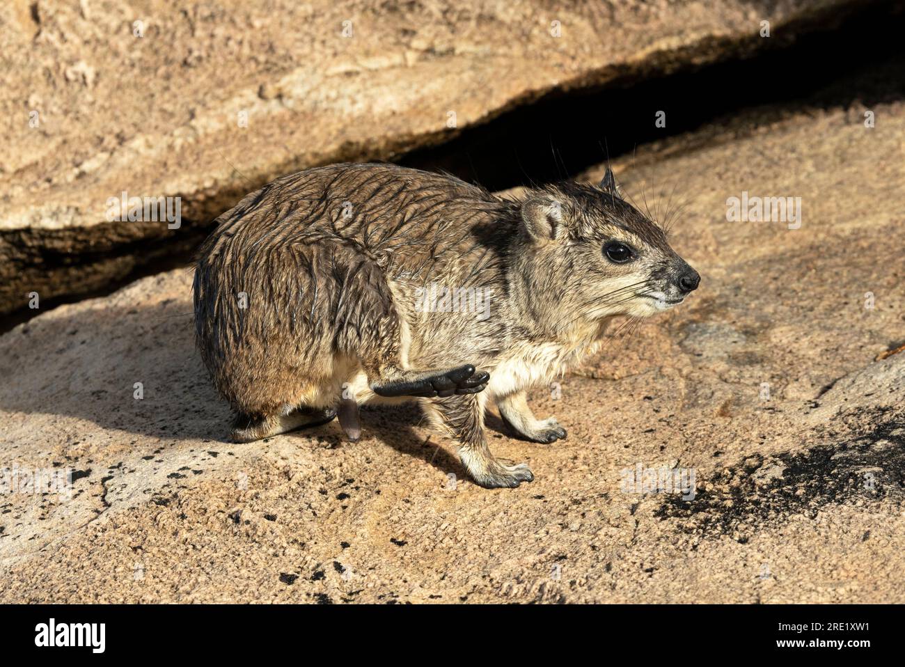 Drenched in a sudden afternoon storm a Bush Hyrax grooms itself with ...