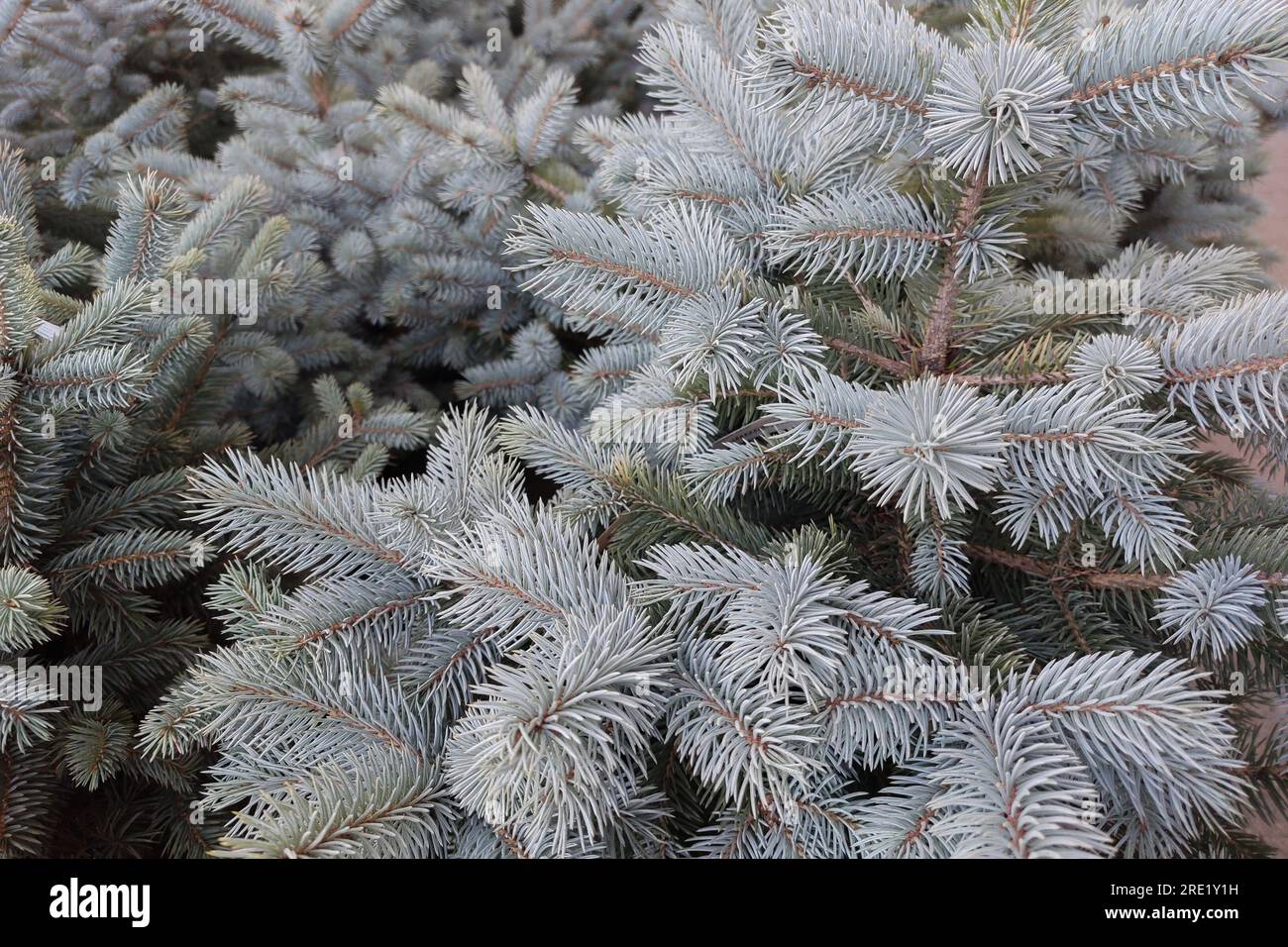 Blue realistic fir branches hi-res stock photography and images - Alamy