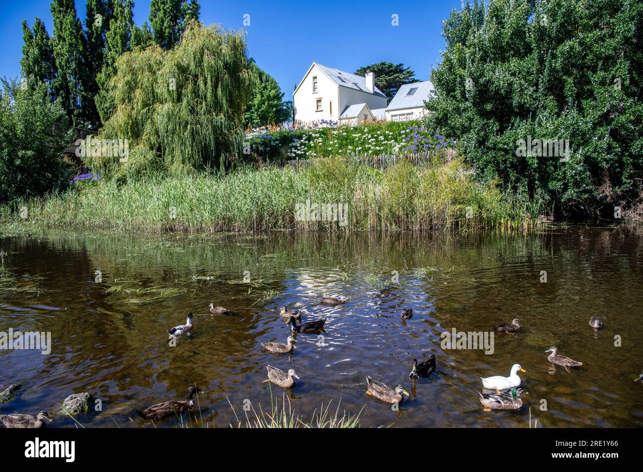 River bank Coal River with ducks Tasmania Australia Stock Photo - Alamy