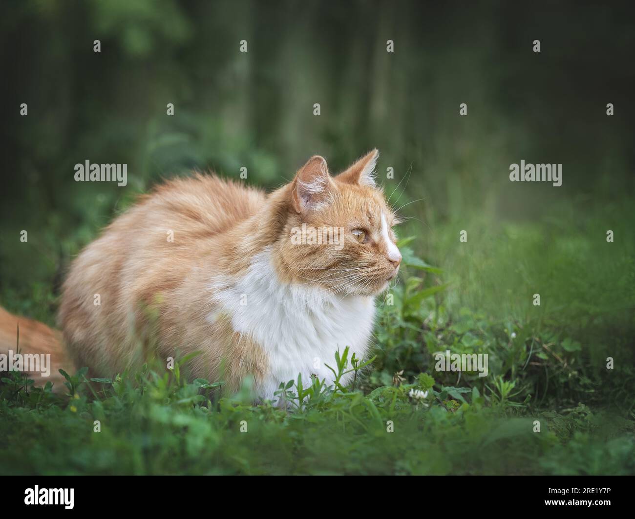 Cute cat walking in a meadow in green grass Stock Photo - Alamy