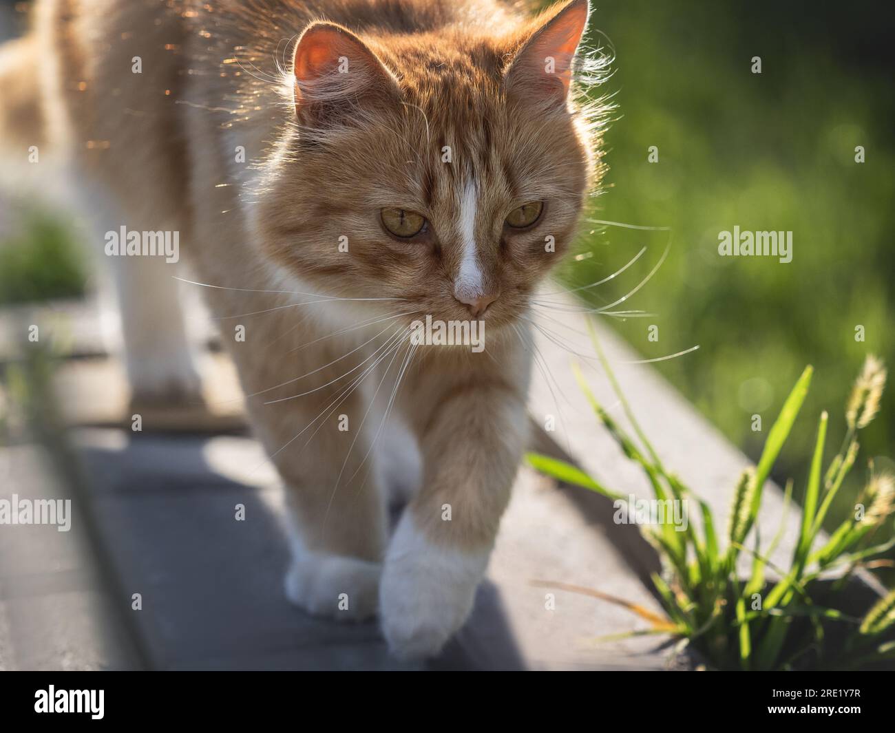 Cute cat walking in a meadow in green grass Stock Photo - Alamy