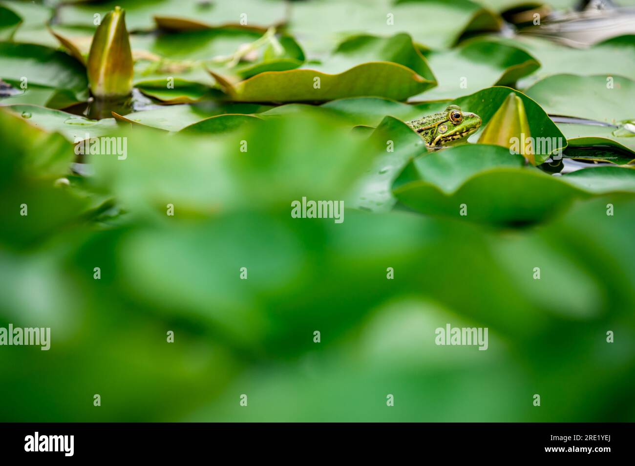 Frog resting. One green pool frog sitting on leaf. Pelophylax lessonae ...