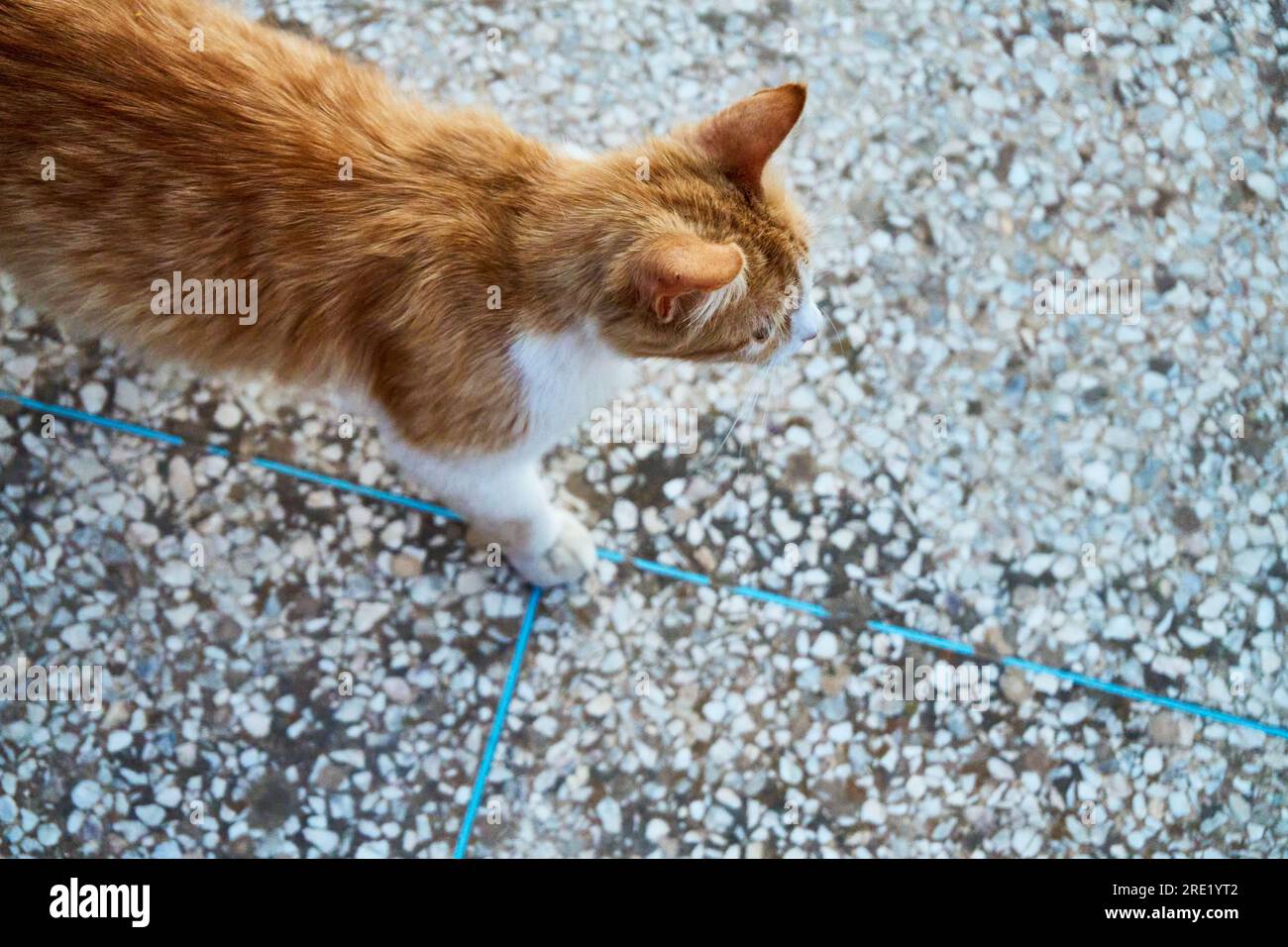 Cute ginger cat on floor hi-res stock photography and images - Alamy