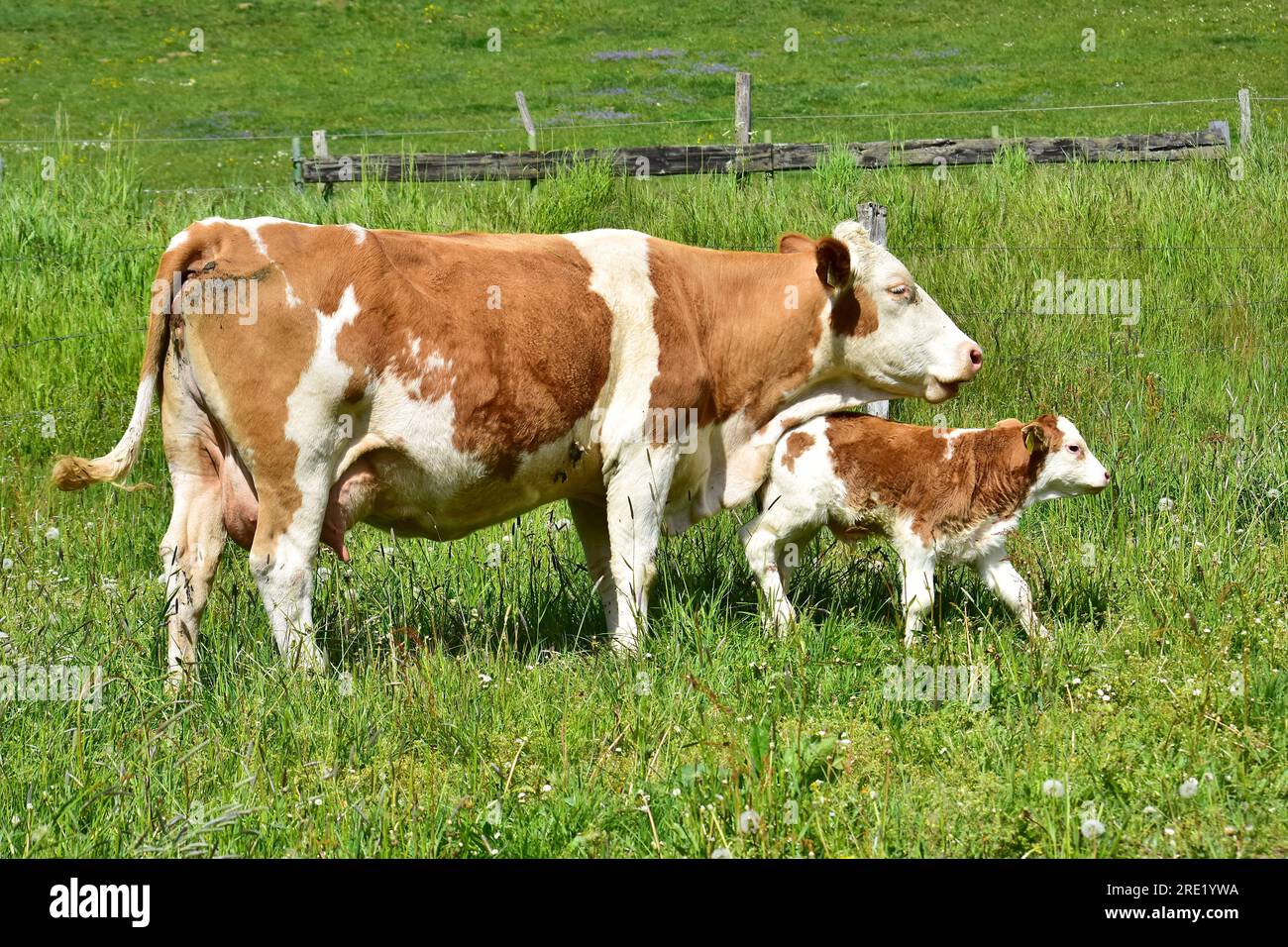 Cattle - Cows - Calves Stock Photo - Alamy