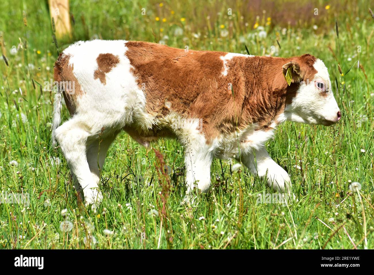 Cattle - Cows - Calves Stock Photo - Alamy