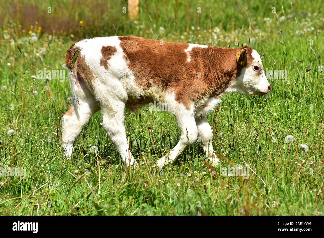 Cattle - Cows - Calves Stock Photo - Alamy