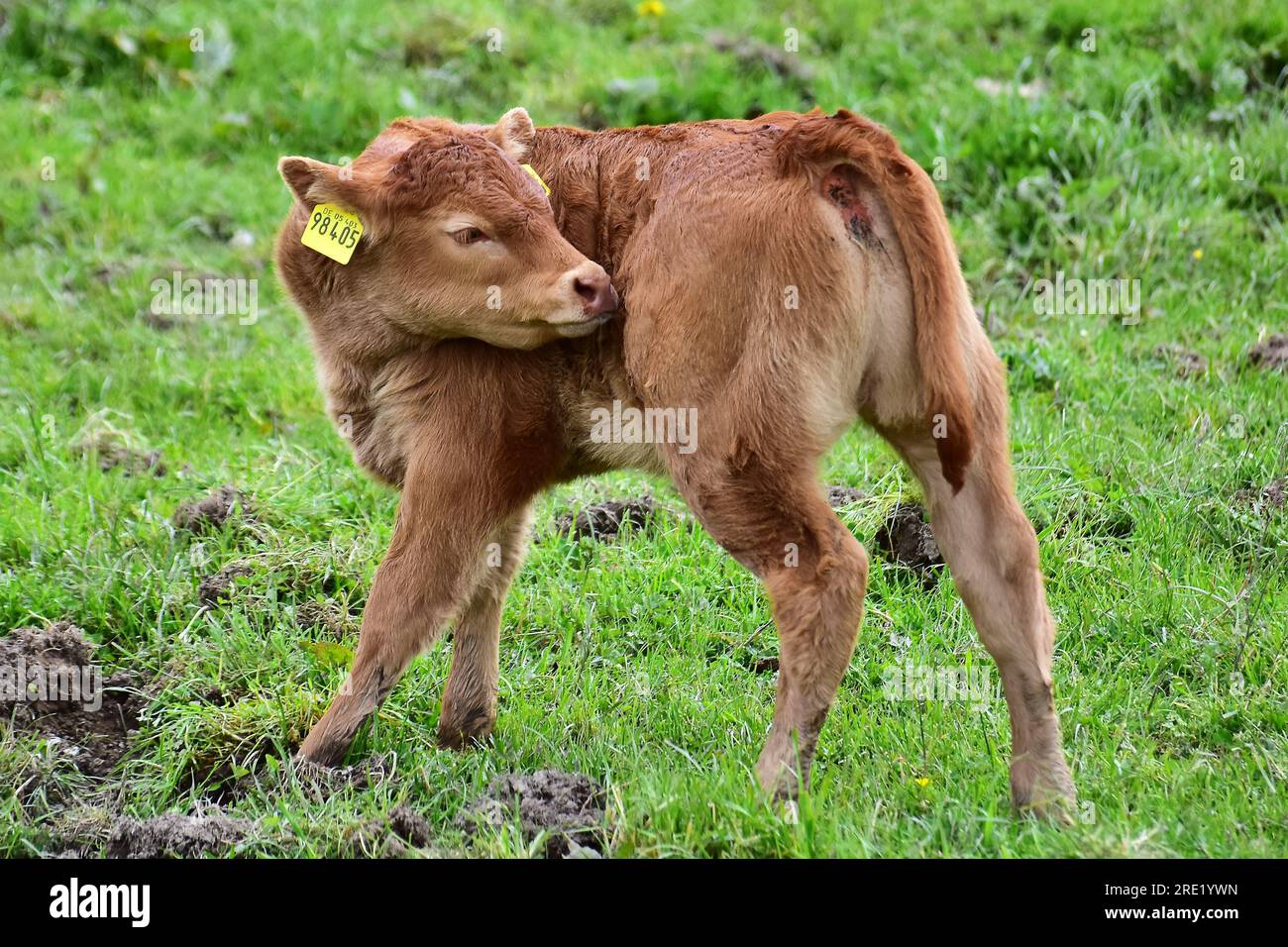 Cattle - Cows - Calves Stock Photo - Alamy