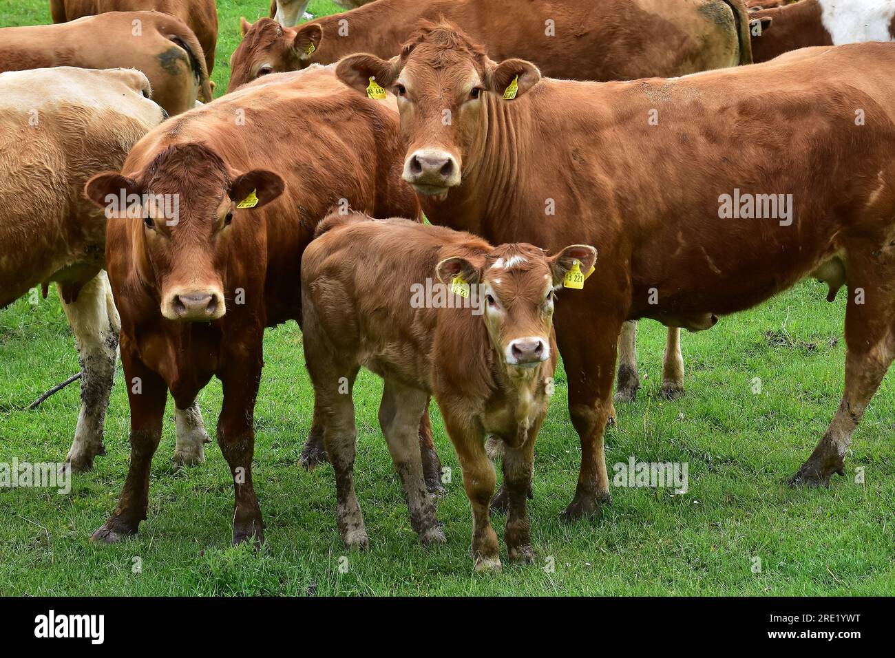 Cattle - Cows - Calves Stock Photo - Alamy