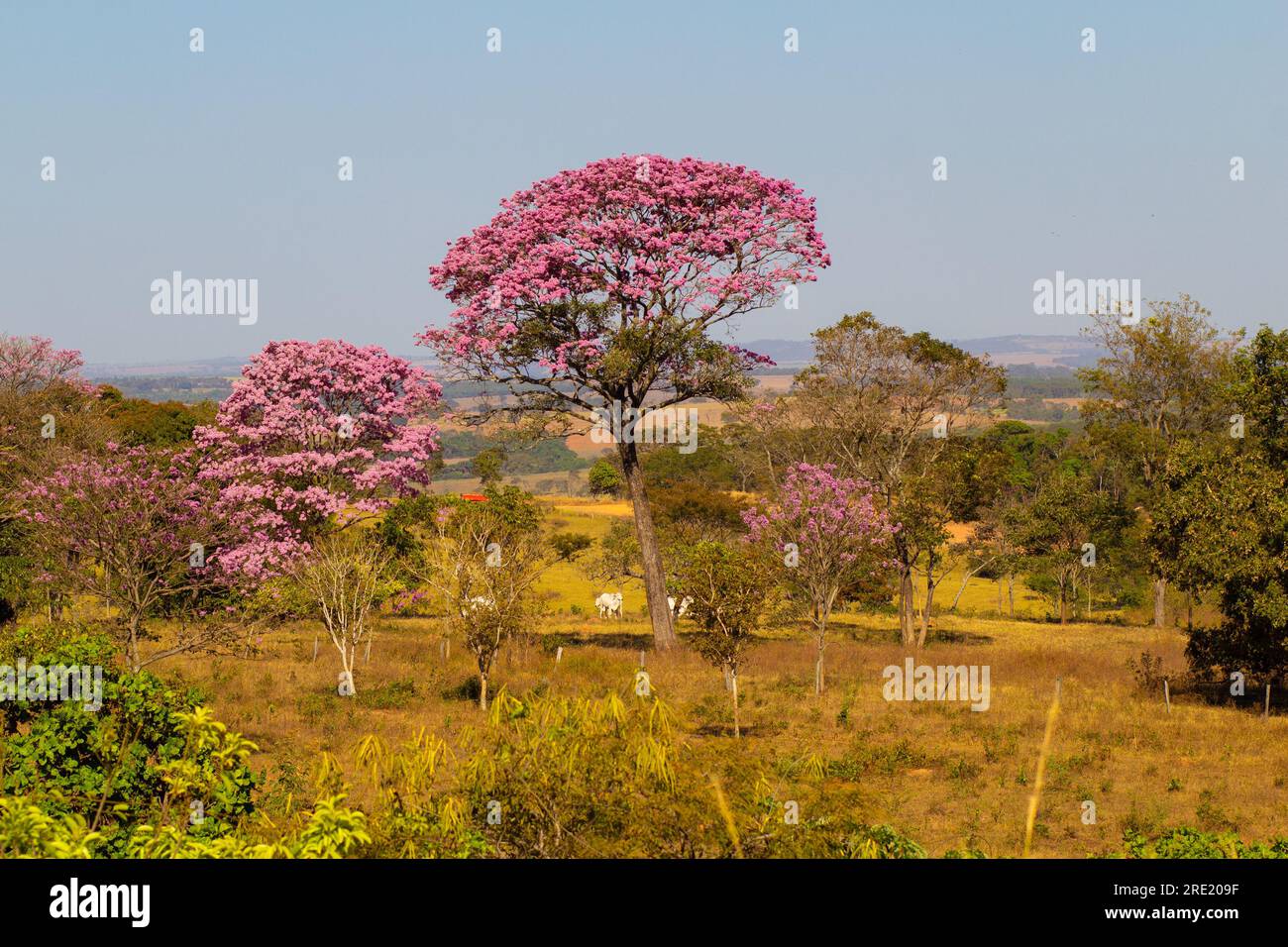 Catalao, Goias, Brazil – July 06, 2023: A landscape with a herd of ...