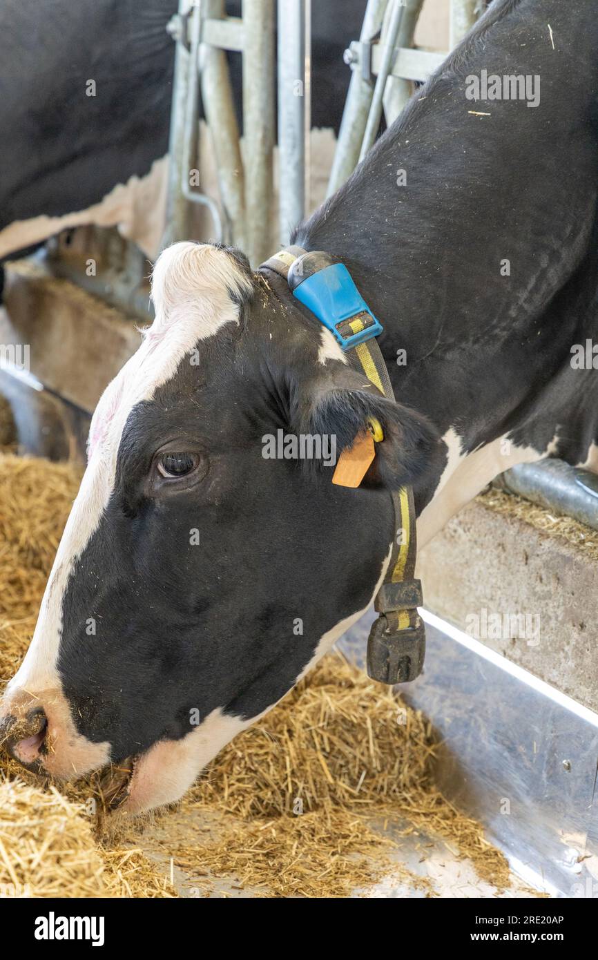 High neck collar hi-res stock photography and images - Alamy