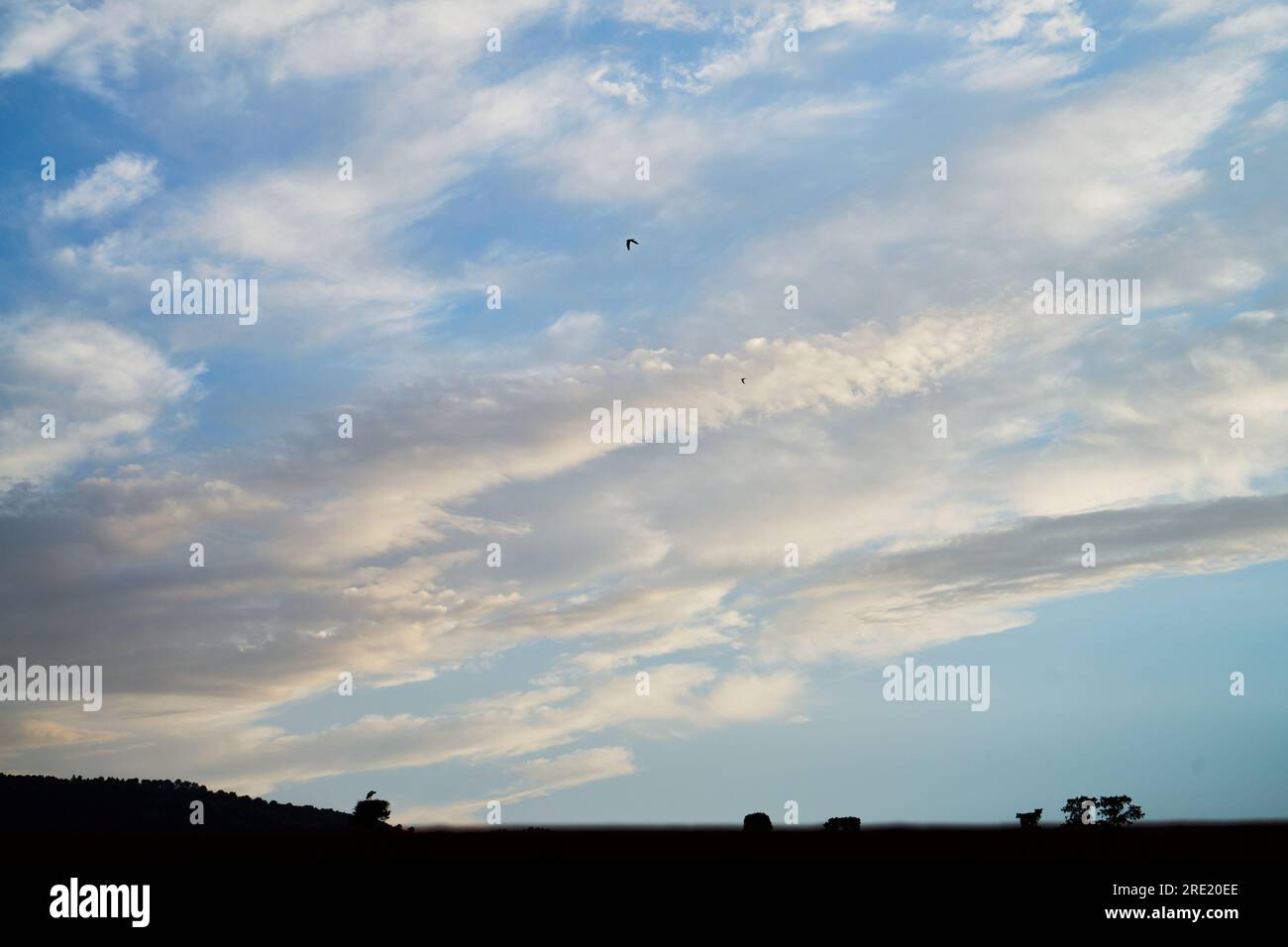 Seagull in air with plane hi-res stock photography and images - Alamy