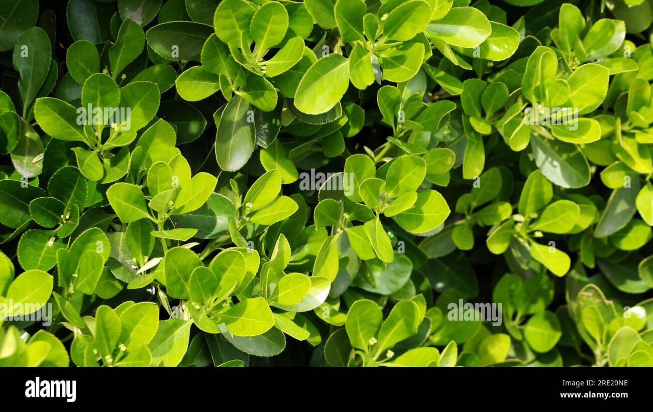 Boxwood leaves hi-res stock photography and images - Alamy