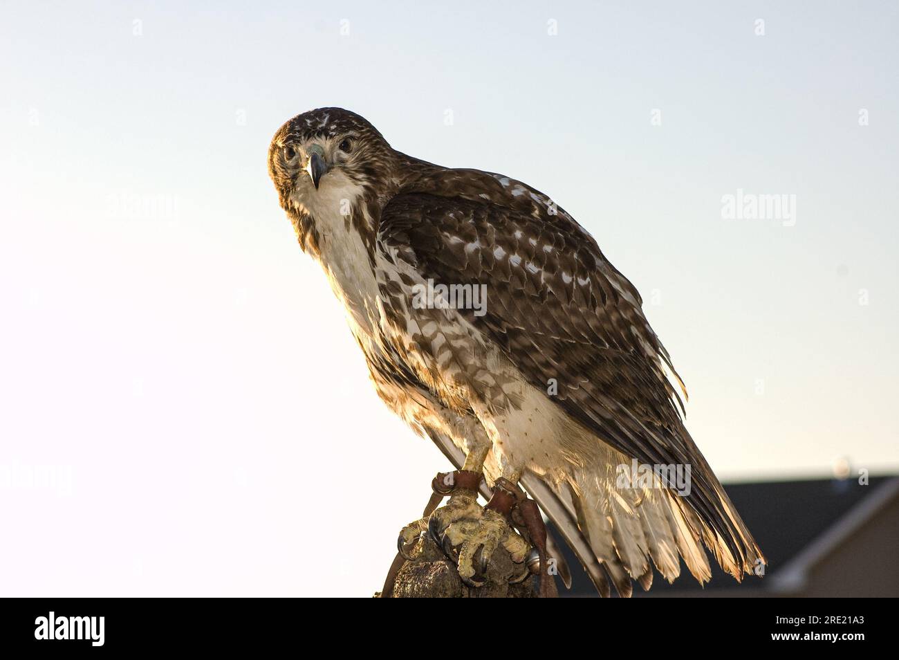 Juvenile Red-tailed Hawk (Buteo jamaicensis) perched on a pole waiting ...