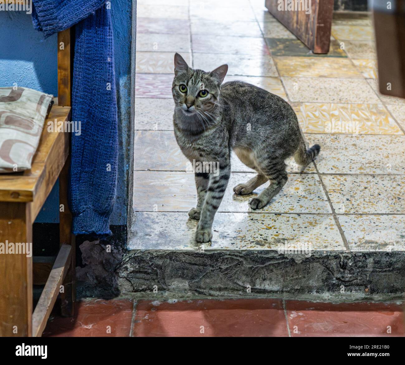 Feral cat wary but hungry enters a house in Nicaragua and is alert for ...