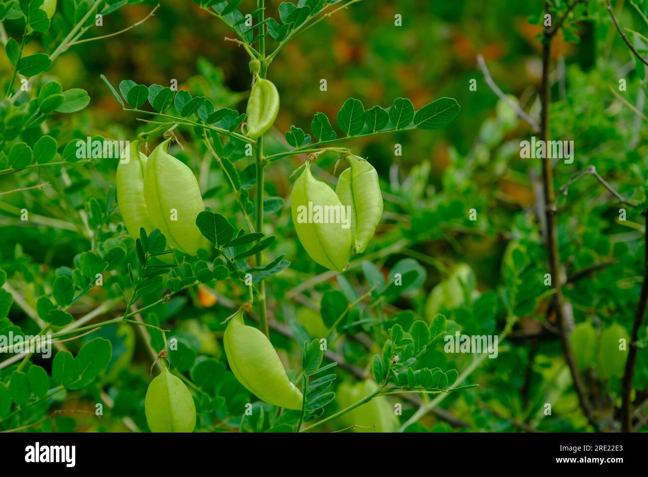 Large tree seed pods hi-res stock photography and images - Alamy