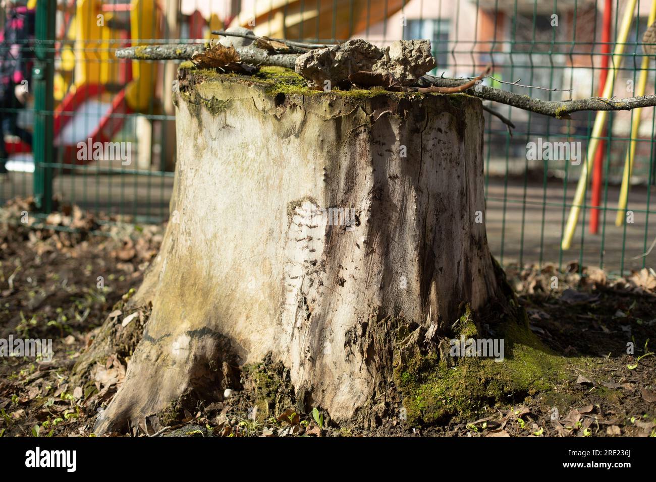 Dry stump. Cut down tree. Old log. Dry plant. Old stump Stock Photo - Alamy