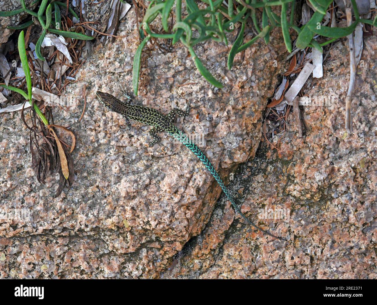 Lizard sardinia hi-res stock photography and images - Alamy