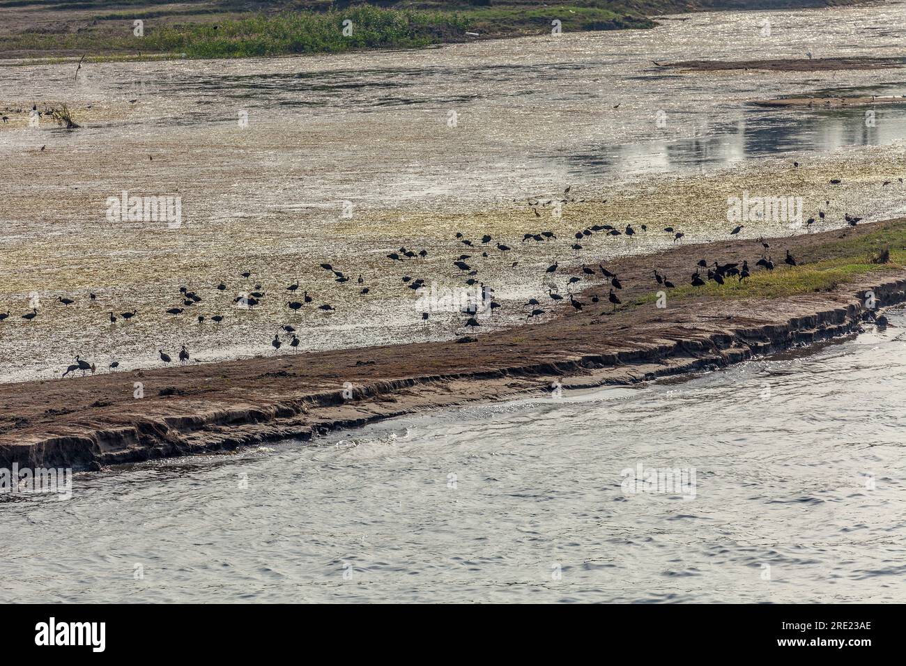 Ibis flock hi-res stock photography and images - Alamy