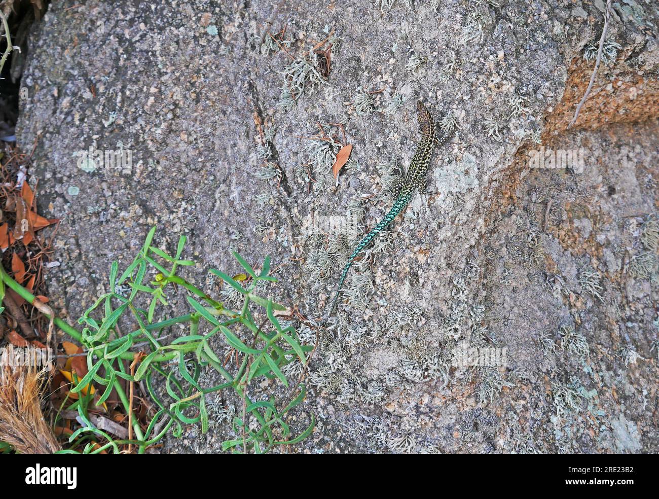 Sardinian lizard in nature Stock Photo - Alamy