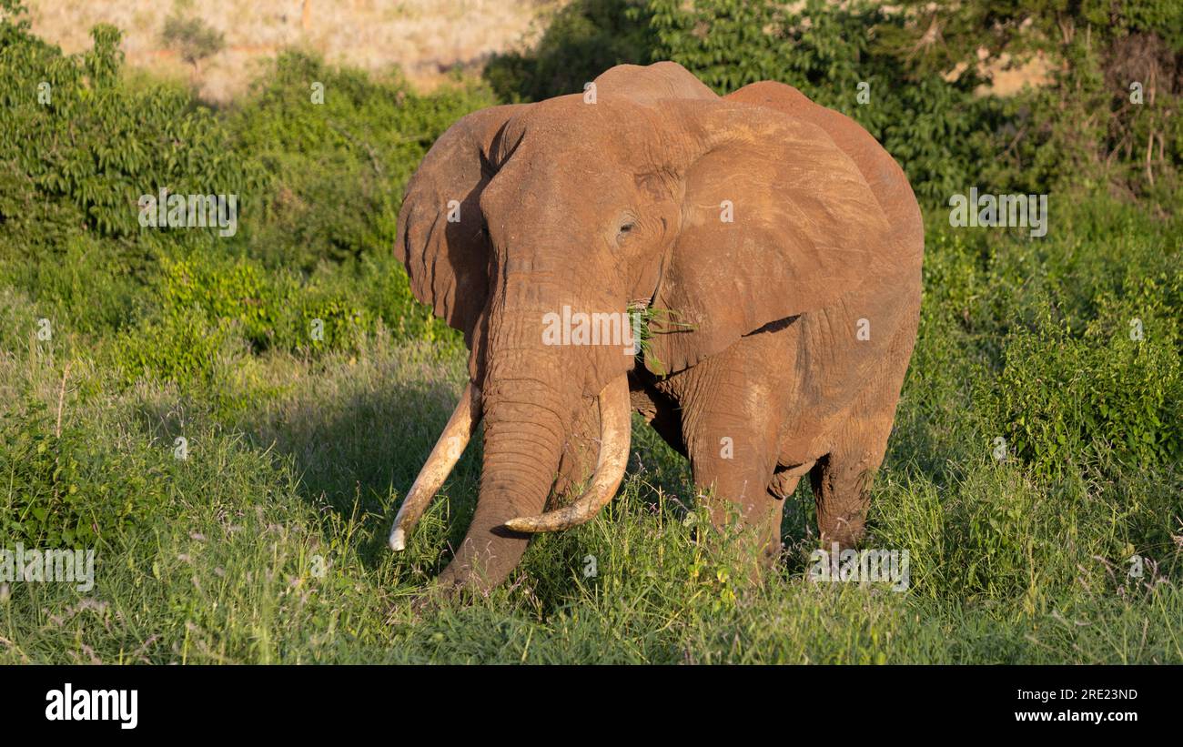 Southern encounter hi-res stock photography and images - Alamy