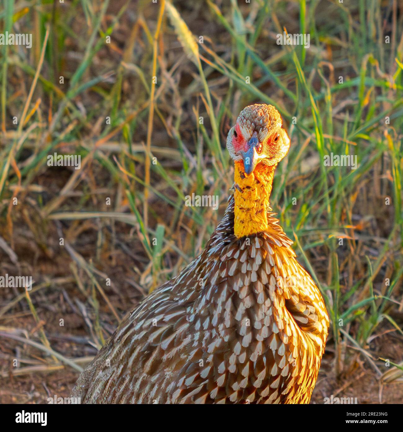 How may I help you Stock Photo - Alamy